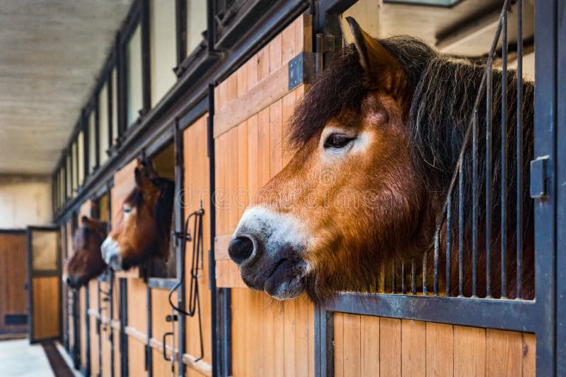 Zwei Pferde im Stall stockbild. Bild von pferde, zwei - 18709353