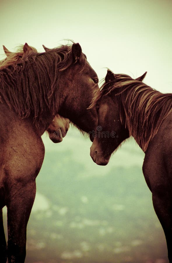 Zwei Pferde stockbild. Bild von porträt, paare, stute - 1560183
