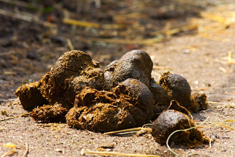 Pferdemist stockfoto. Bild von vergeudung, ausscheidung - 53604758