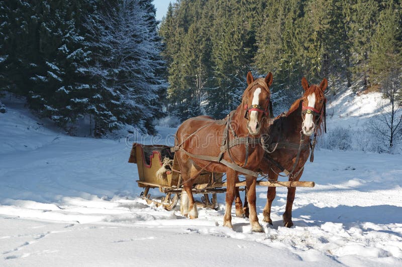Pferdeschlitten-Pferde Im Winter Stockfoto - Bild von winter, transport ...