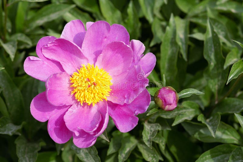 Pfingstrosenblume stockfoto. Bild von grün, blume, knospe - 19933726