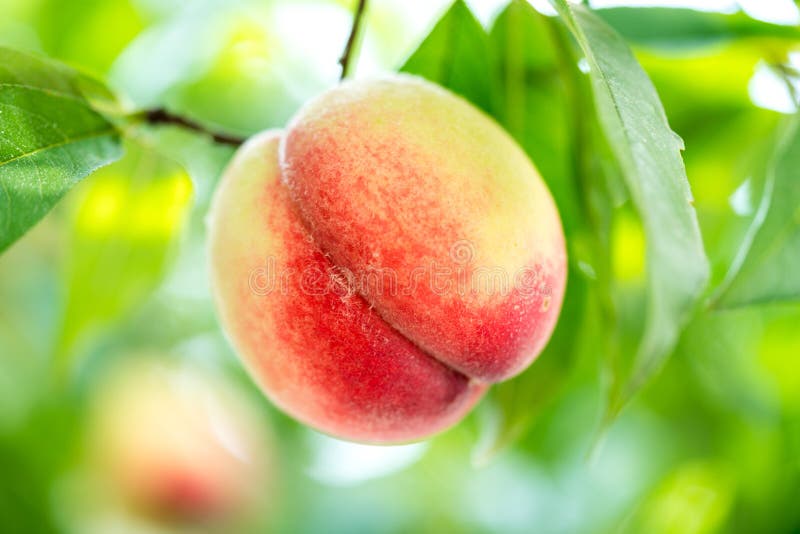 Pfirsich stockfoto. Bild von pfirsich, bäume, nahrung - 102000192