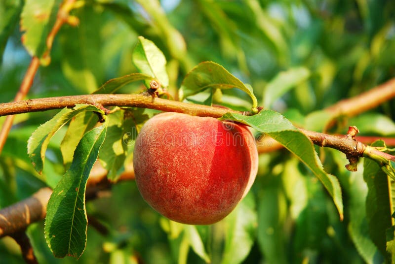Pfirsich auf dem Zweig stockfoto. Bild von frucht, garten - 10796970