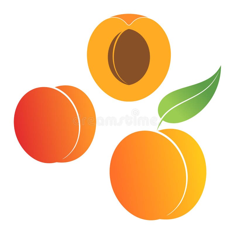 Pfirsich set vektor abbildung. Illustration von nahrung - 50291522