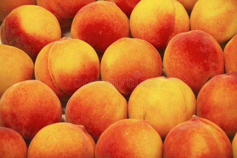 Pfirsiche stockfoto. Bild von pfirsiche, nahrung, berührung - 15265748