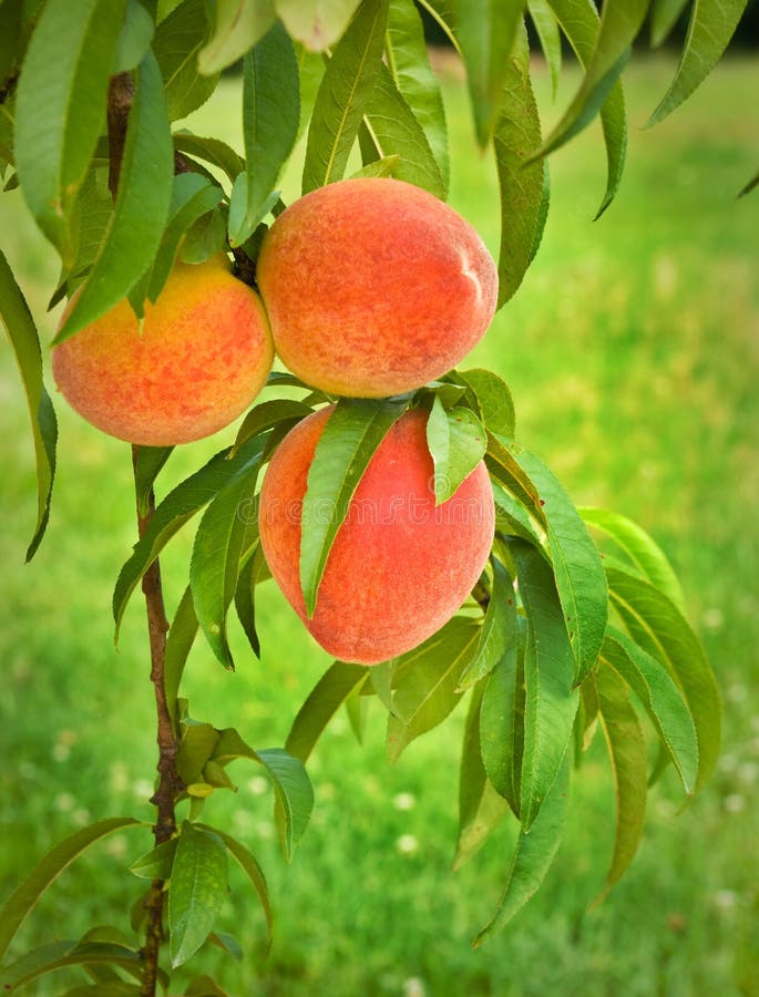 Pfirsiche Auf Grünem, Grasbewachsenem Hintergrund Stockfoto - Bild von ...
