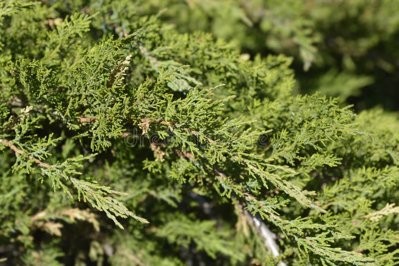 Pfitzer Juniper stock photo. Image of leaf, chinensis - 200446054