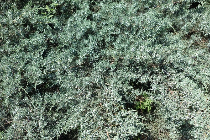 Pfitzer Juniper with Lots of Berries Stock Image - Image of berries ...