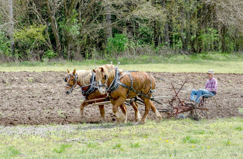 Altes Landwirtpflugpferd redaktionelles foto. Bild von einfach - 30445971