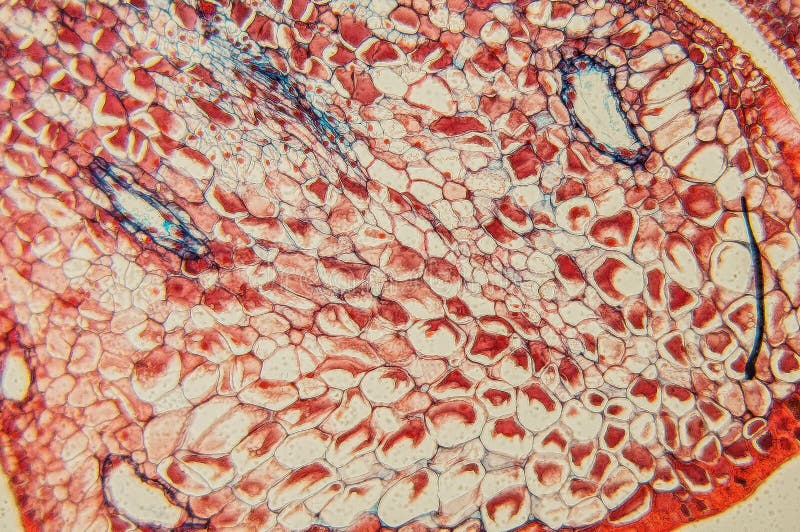 Fotos - Kostenlose und Royalty-Free Stock-Fotos von Dreamstime