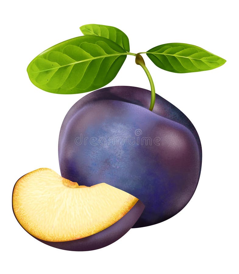 Pflaumenillustration Stock Illustrationen, Vektoren, & Kliparts - 72 ...