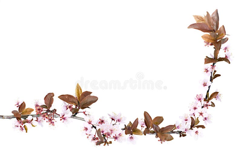 Pflaumebaumblüte stockbild. Bild von blumenblatt, reinheit - 8602599