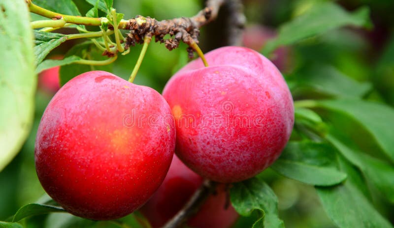 Trockene Pflaumen stockfoto. Bild von frucht, glas, vitamin - 98936264