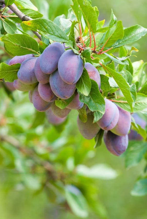 Reife Pflaumen Auf Der Niederlassung Im Garten Die Erntezeit Kommt ...