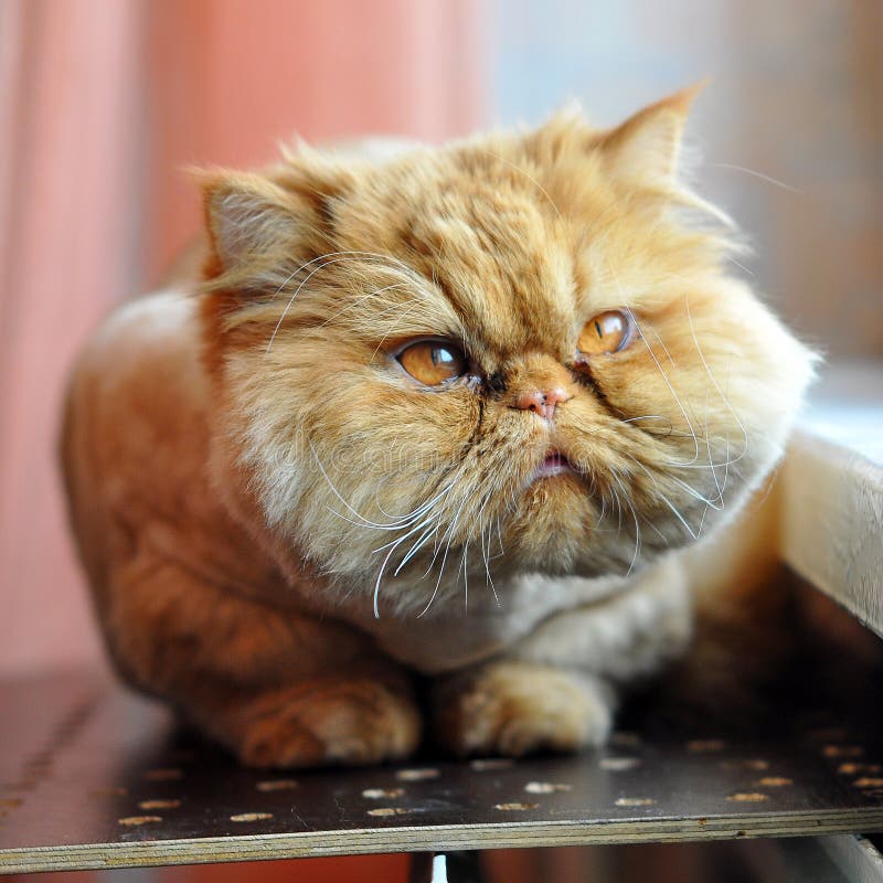 Pflegen Der Persischen Katze Stockbild - Bild von träumen, schön: 42995249