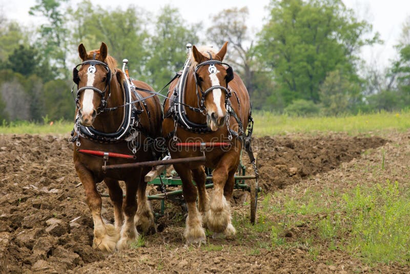 Pflügepferde stockfoto. Bild von furche, traditionell - 26168662