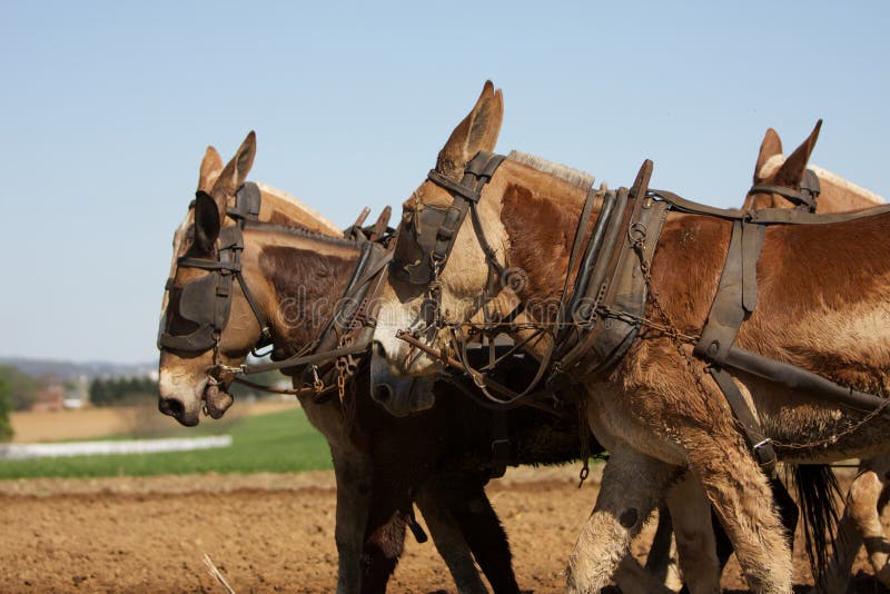 Pflug-Pferde stockfoto. Bild von furche, traditionell - 26168662