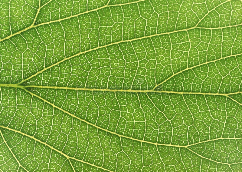 Closeup Abstract Pattern on Various Green Leaves Surface, Abstract ...