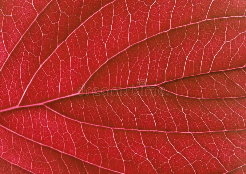 Closeup Abstract Pattern on Different Types of Red Leaves Surface ...