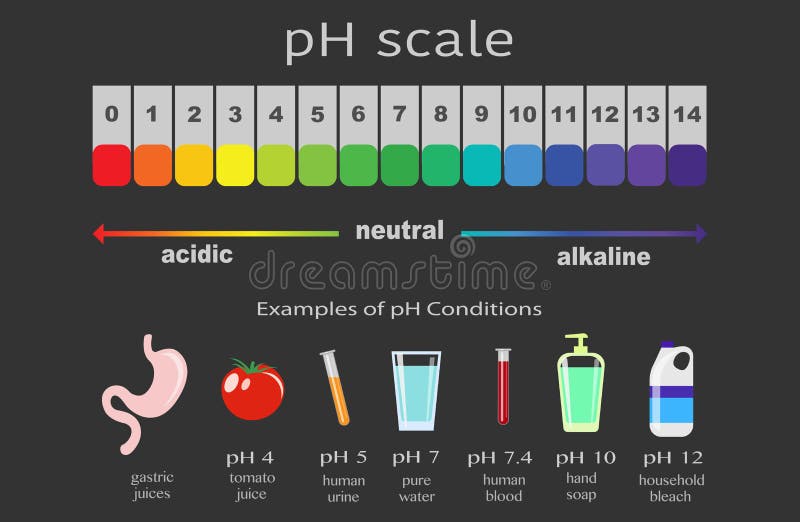 Scale of Ph Value for Acid and Alkaline Solutions, Infographic Acid ...