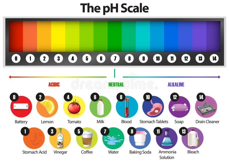 The PH Scale on White Background Stock Illustration - Illustration of ...