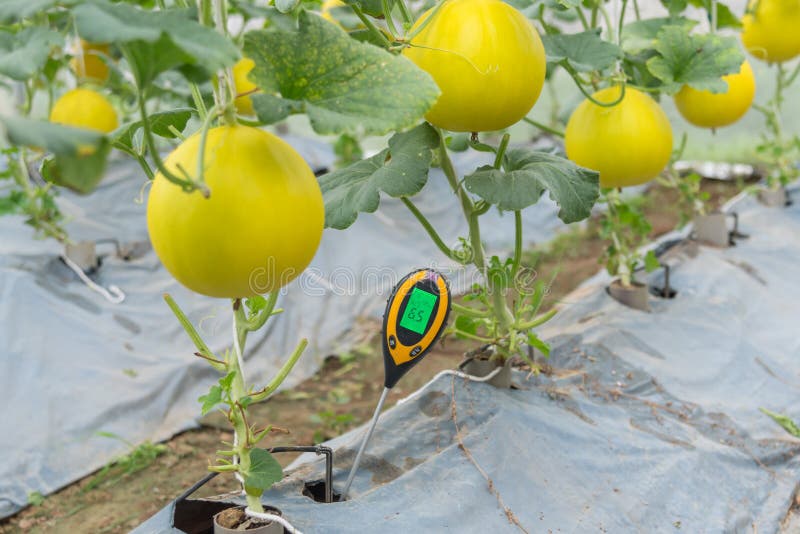 PH Value in Planting Soil in Plastic Cover of Melon Garden Stock Photo ...