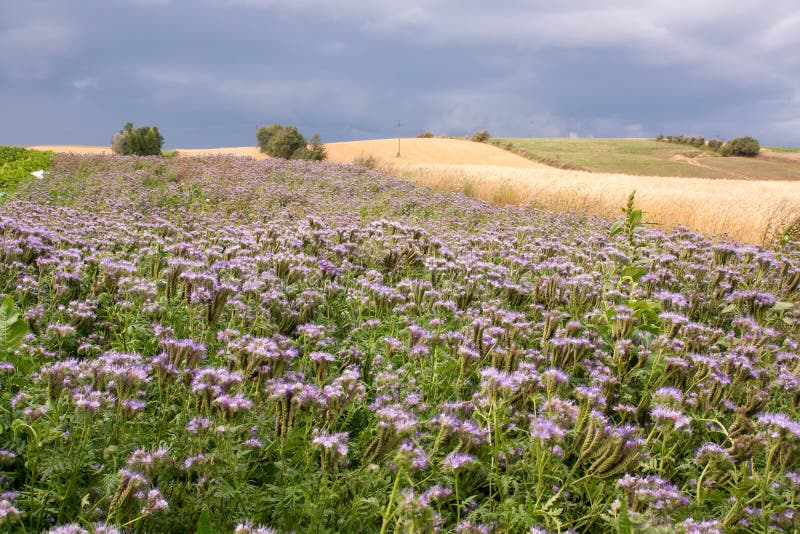 Phacelia Field Apiary Bee Honey Stock Photo - Image of phacelia, honey ...