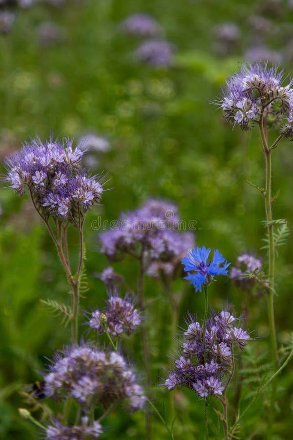 Phacelia Field with Corn Flower Stock Image - Image of beautiful ...