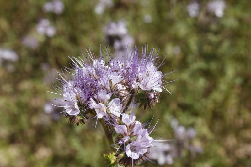Phacelia stock photo. Image of nature, bright, tender - 42497160