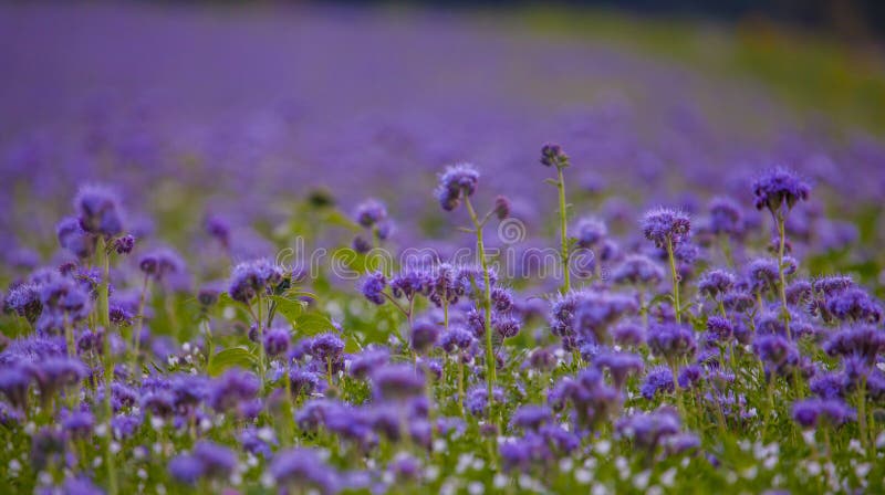 Phacelia Flowers Field Violet Blooming Nature Fields Stock Image ...