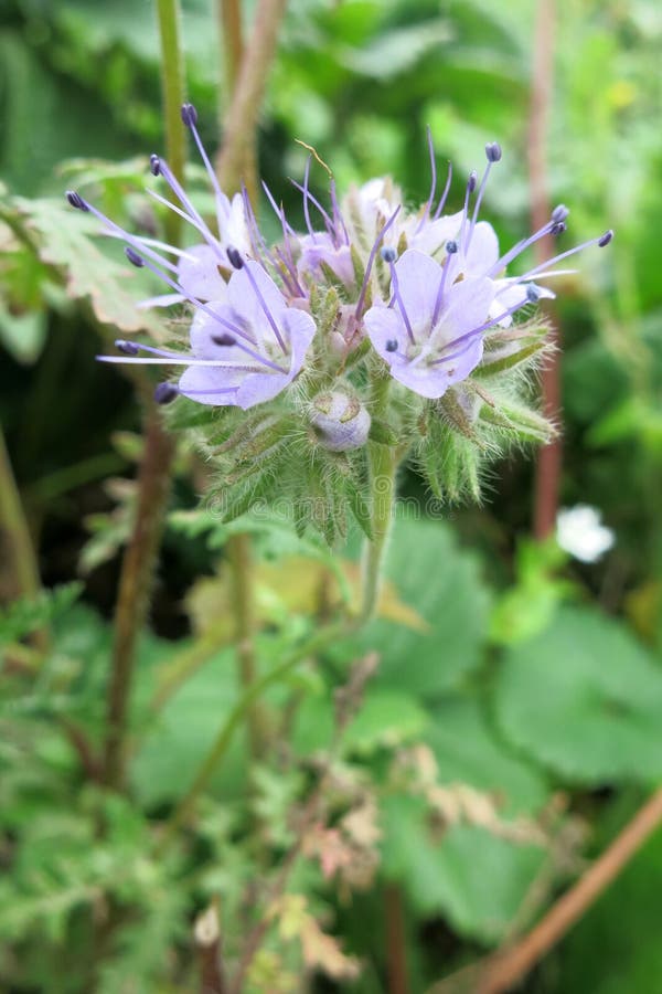 Phacelia, Lacy Phacelia (Phacelia Tanacetifolia) Stock Image - Image of ...