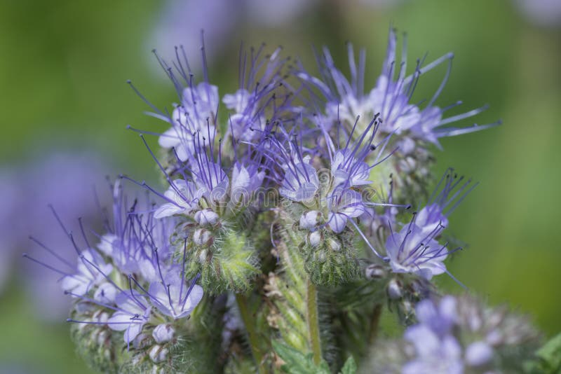 Phacelia Tanacetifolia - Honey Plant Stock Image - Image of flower ...