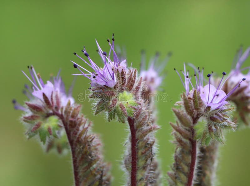 Phacelia Tanacetifolia (lacy Phacelia) Stock Image - Image of ...