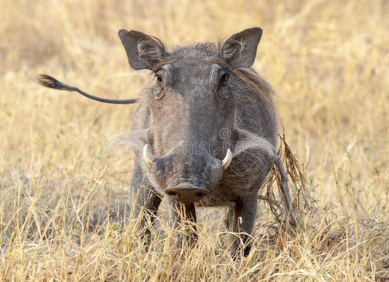 Warthog image stock. Image du herbe, oiseau, parasites - 27536965