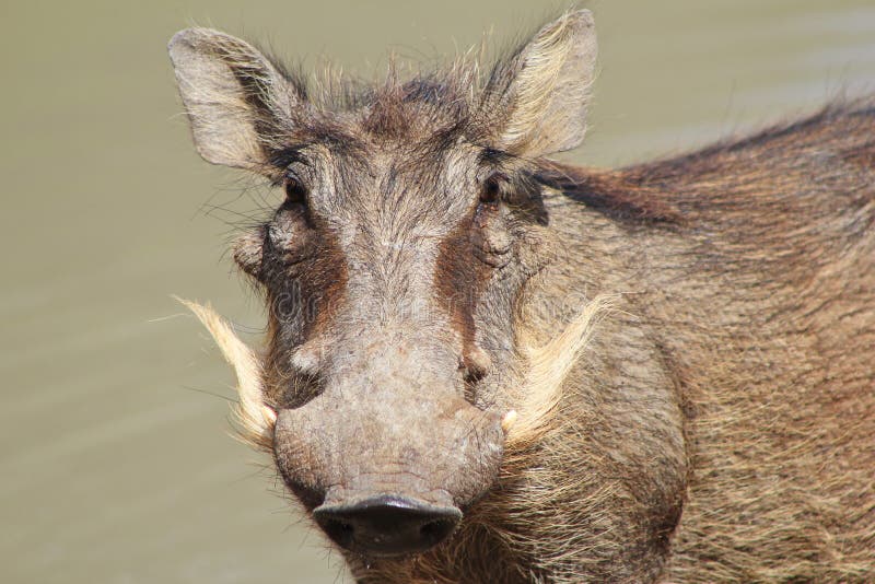 Phacochère - Faune Africaine - Barbe Blanche Photo stock - Image du ...