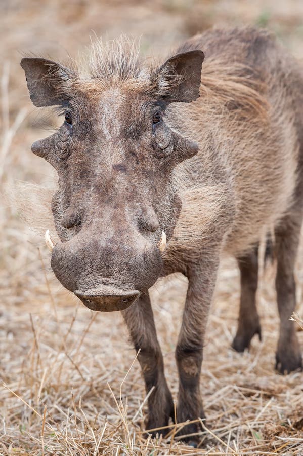Phacochère - Phacochoerus photo stock. Image du safari - 104869698