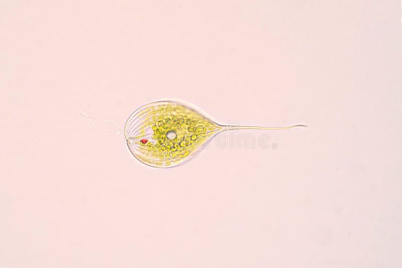 Phacus is a Unicellular of the Phylum Euglenozoa Under the Microscope Stock Image - Image of ...