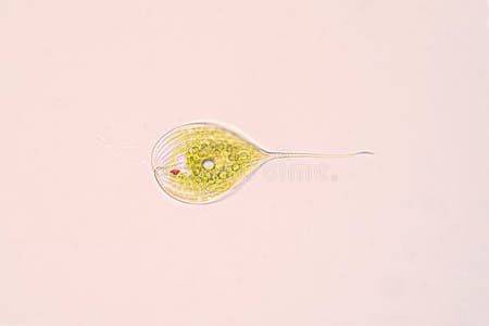 Phacus is a Unicellular of the Phylum Euglenozoa Under the Microscope Stock Image - Image of ...