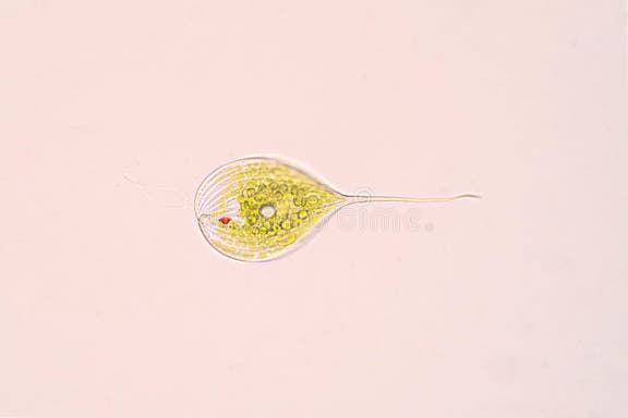 Phacus is a Unicellular of the Phylum Euglenozoa Under the Microscope Stock Image - Image of ...