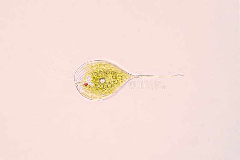 Phacus is a Unicellular of the Phylum Euglenozoa Under the Microscope Stock Image - Image of ...