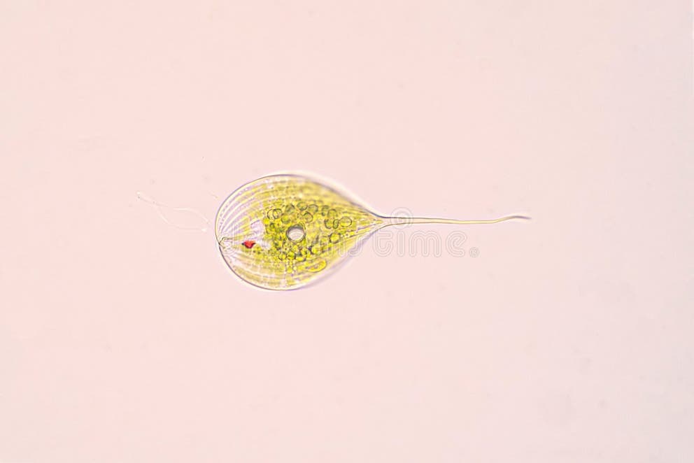 Phacus is a Unicellular of the Phylum Euglenozoa Under the Microscope ...