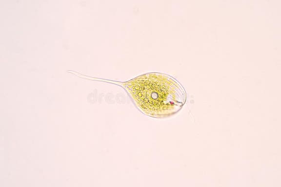 Phacus is a Unicellular of the Phylum Euglenozoa Under the Microscope Stock Photo - Image of ...