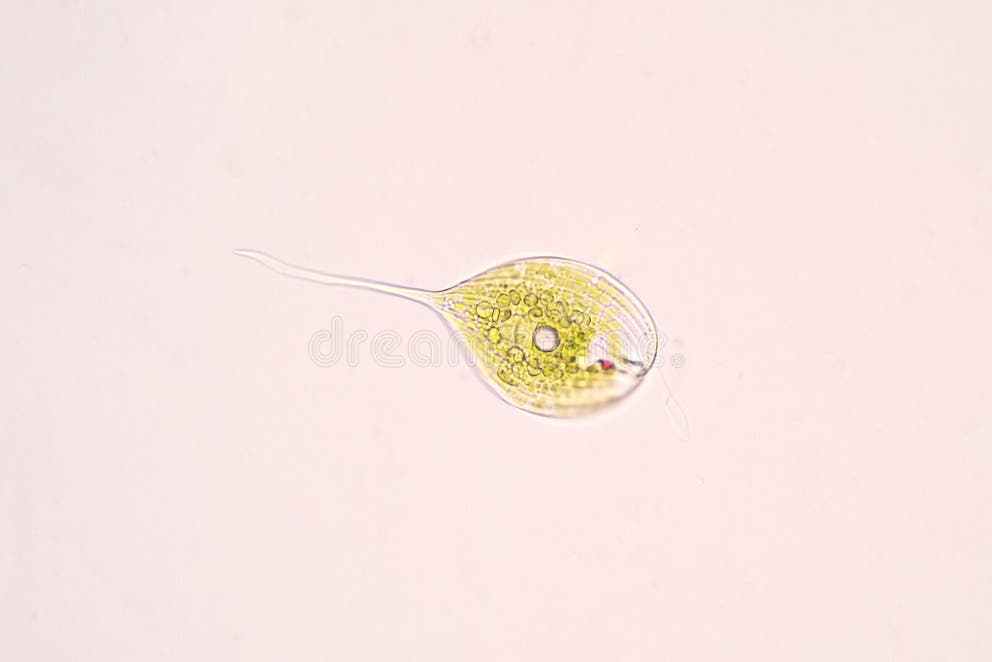 Phacus is a Unicellular of the Phylum Euglenozoa Under the Microscope Stock Photo - Image of ...