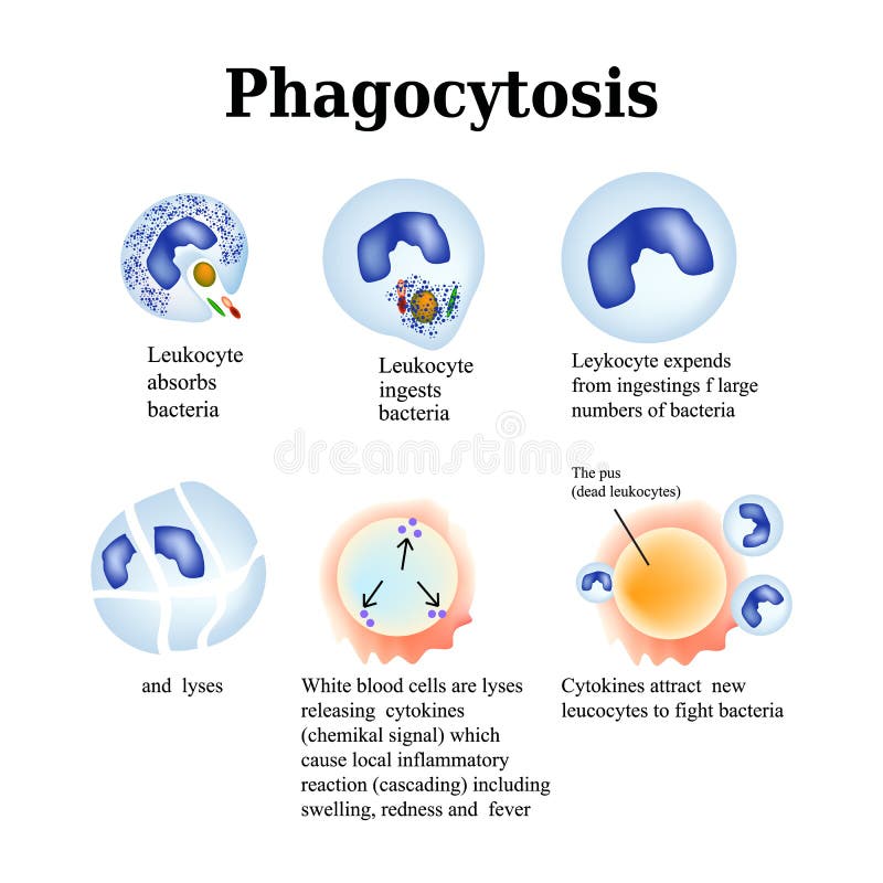 Phagocytosis. the Process of Destroying Bacteria by Leukocytes Stock ...