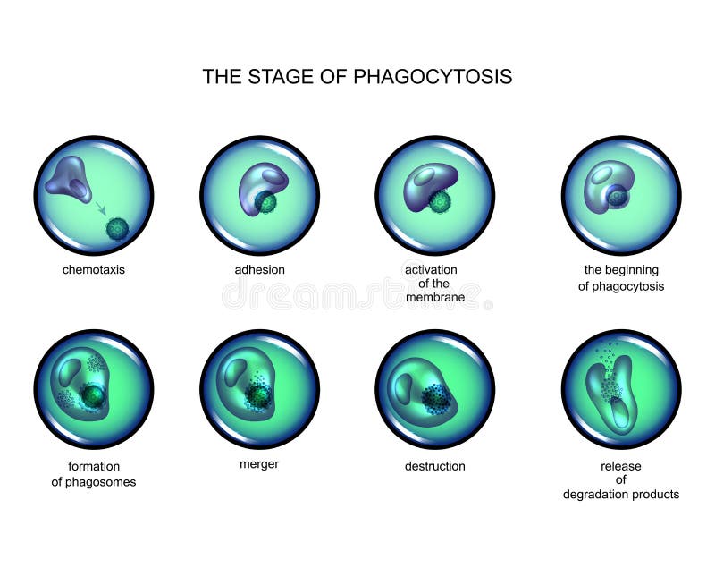 Phagocytosis Stage. Leukocyte Stock Vector - Illustration of exocytosis ...