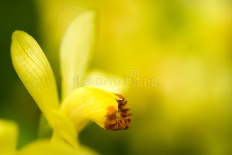 Phaius flavus flower stock photo. Image of summer, gorgeous - 15512826