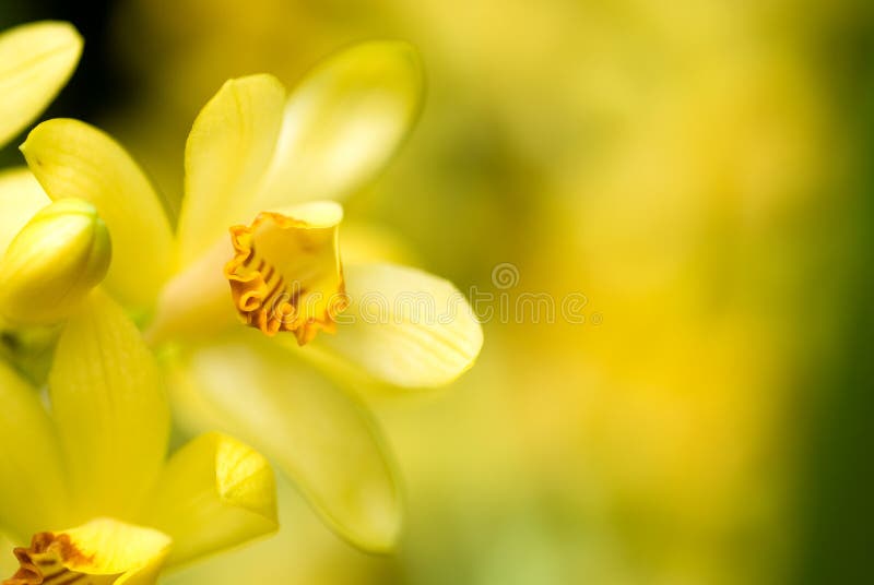 Phaius flavus flower stock image. Image of orchidaceae - 15512843