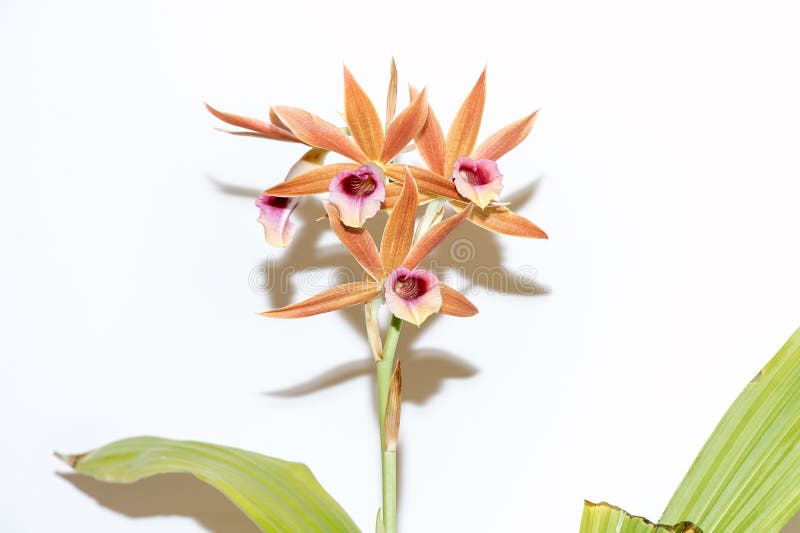 Phaius orchid stock photo. Image of abstract, massaging - 68842898