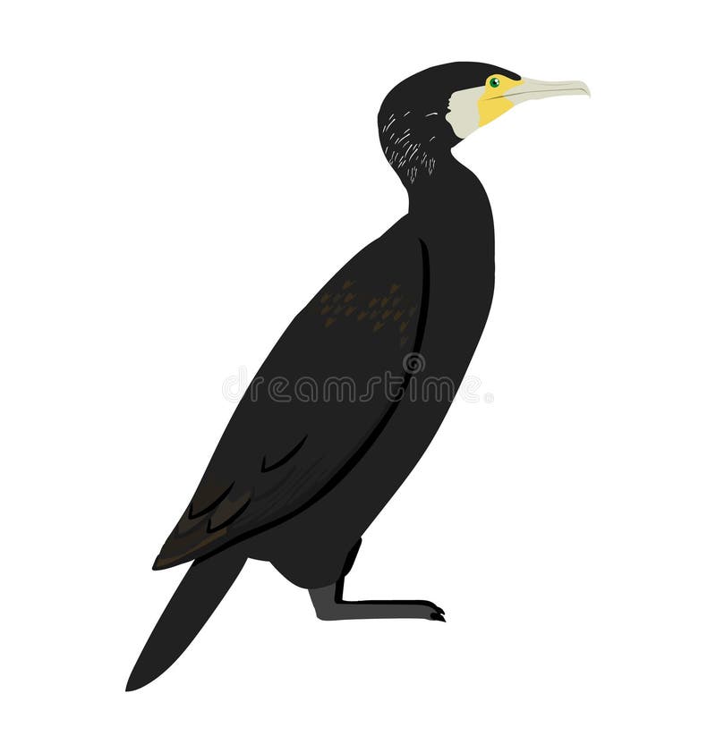 Phalacrocorax Carbo - Great Cormorant - Side View - Flat Vector Stock ...