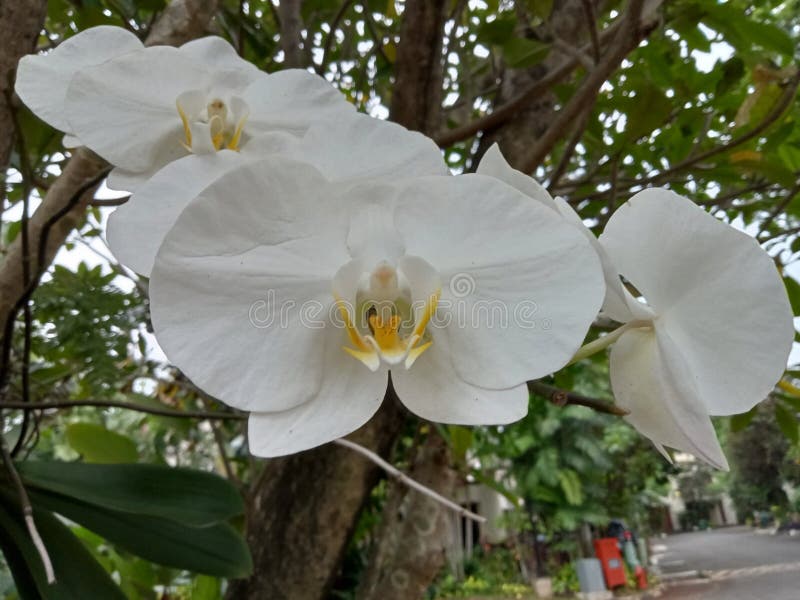 Phalaenopsis Amabilis or Commonly Called Moon Orchid or Charm Puspa ...